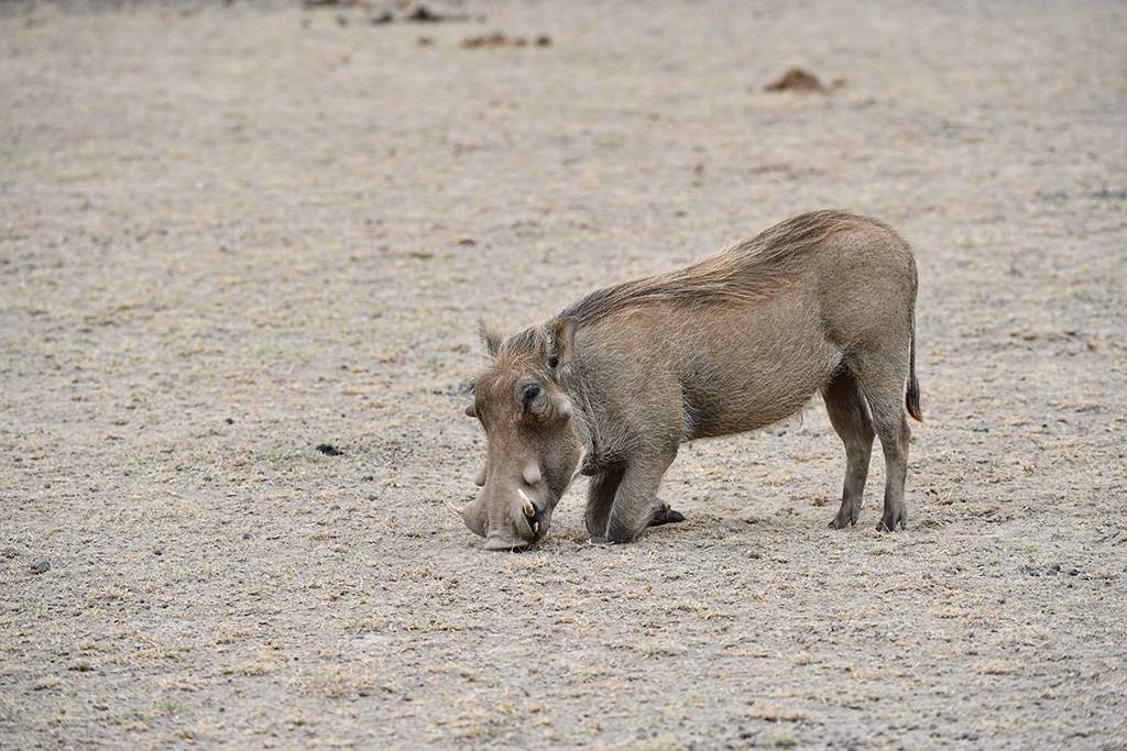 WARTHOG - ROBERT STYPPA - PHOTOGRAPHY